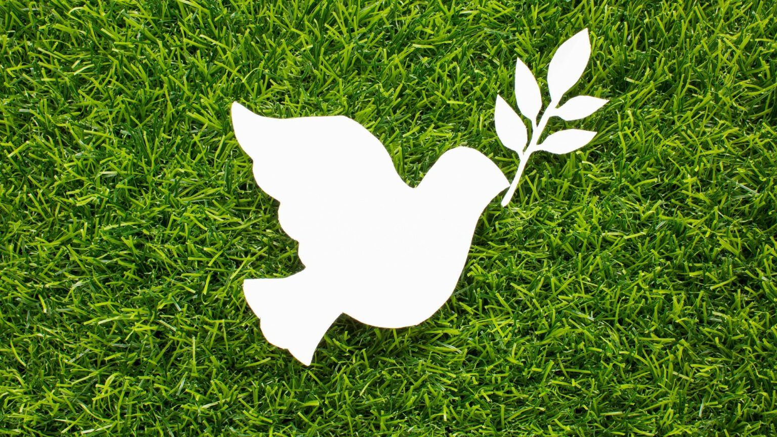 Voir une colombe blanche : signification spirituelle & interprétation