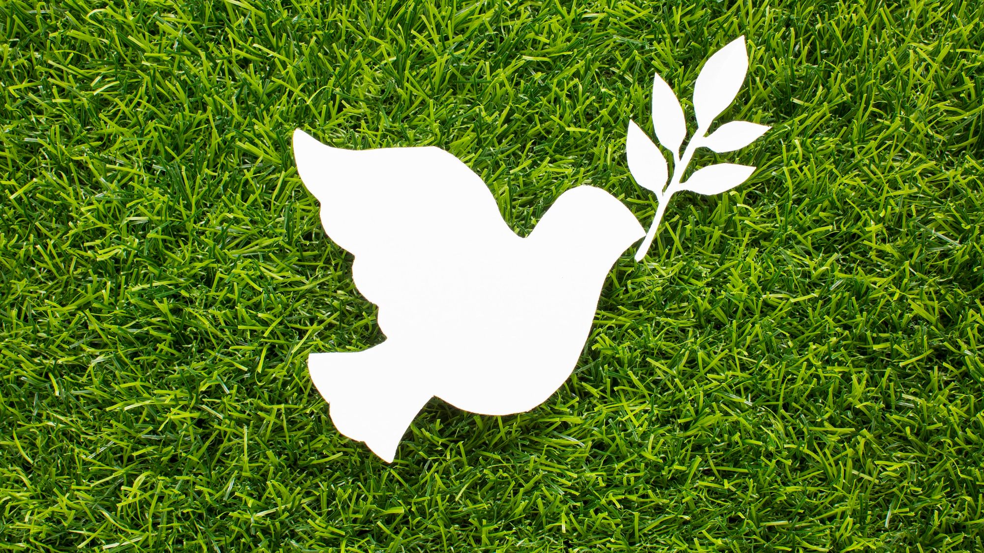 Voir une colombe blanche : signification spirituelle & interprétation
